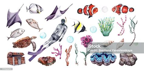 무료 다이버 열대어 해초 자갈 산호 조개껍데기가 있는 산호초 수중 세계의 수채화 세트 열대 여행 디자인에 딱 맞는 손으로 그린 그림 일러스트레이션에 대한 스톡 벡터 아트 및