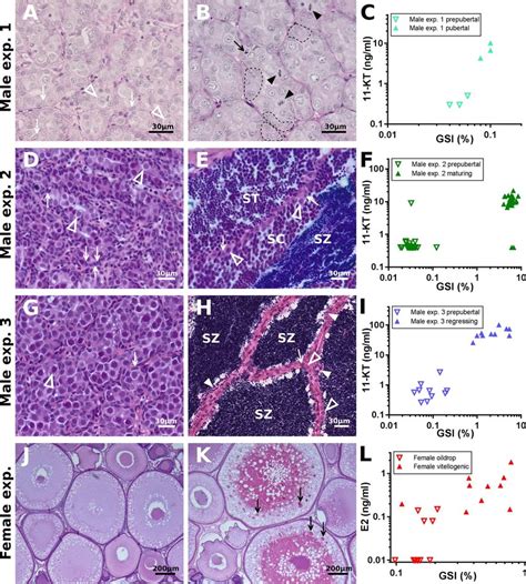 Characterization Of Pubertal Stages Histological Illustrations Of