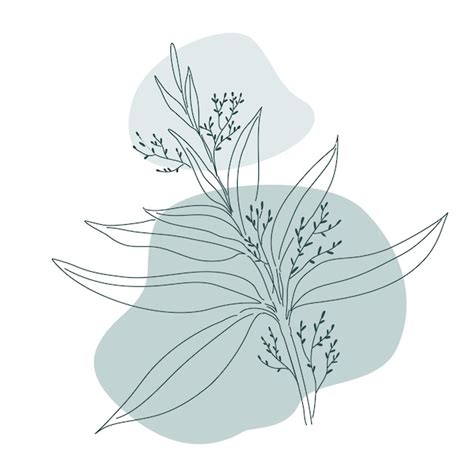 Premium Vector Andrographis Paniculata Herb Illustration Design Of Vector