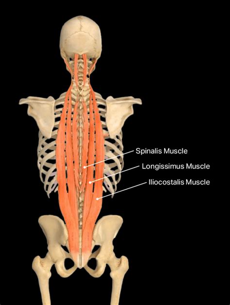 Spine Compression Basics — Laevo Exoskeletons Spine Compression Basics — Laevo Exoskeletons