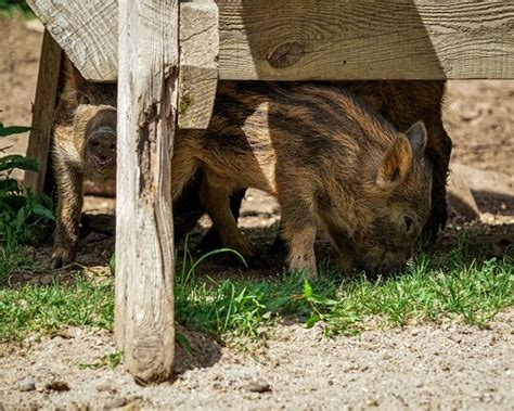 Premium Photo Wild Boar Cubs