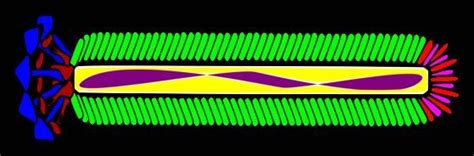 스테이크 속 대장균 99 죽인다식중독 막을 박테리오파지 네이트 뉴스