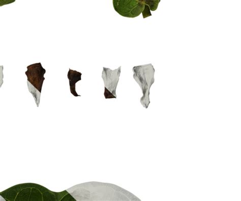 Artstation Anydrafts Ficus Lyrata Leaf 01 F Texture Game Assets