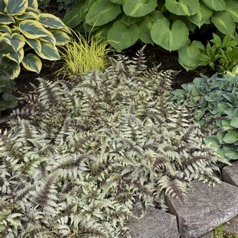 22 Stunning Evergreen Ferns For A Lush Garden Year Round