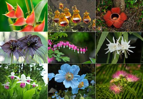Unusual Flowers And Their Names Rare And Unusual Flowers 105 Varieties