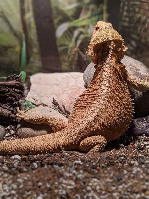 Sexiest Hips Rannabellamacycampagna