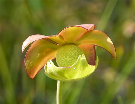 Pitcher Plant Flower
