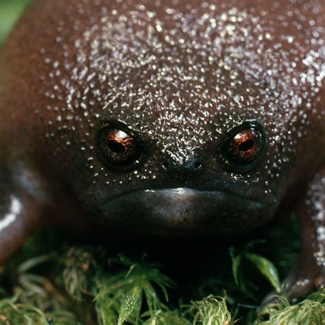 Black Rain Frog