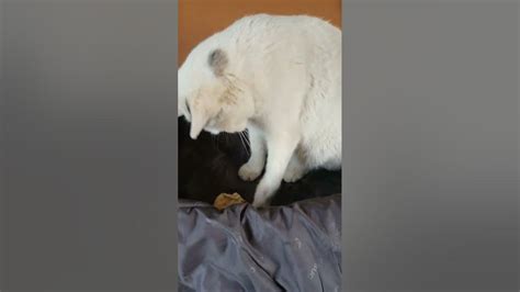 하양이의 드리블 고양이 고양이일상 사랑스러운 하양이 까망이 Cat 드리블 Youtube