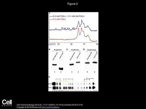 Chemical Targeting Of A G Quadruplex Rna In The Ebola Virus L Gene