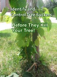 Identify And Control Tree Suckers The Homestead Survival
