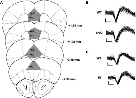 Altered Information Processing In The Prefrontal Cortex Of Huntingtons Disease Mouse Models