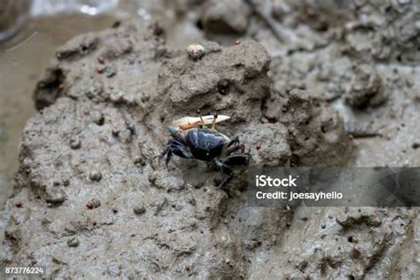 피 들러 크랩 호출 게 라고도 반 지구 해양 게의 약 100 종 중 하나일 수 있습니다 갈고리 발톱에 대한 스톡 사진 및 기타 이미지 갈고리 발톱 갑각류 걷기