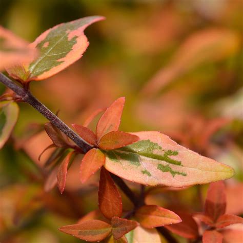 Abelia Grandiflora Kaleidoscope Variegated Shrub Ornamental Trees