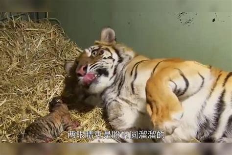 母老虎第一次生娃，满脸震惊，虎这是我生的吗母老虎