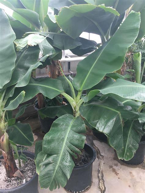 Musa Nana Bessey Greenhouse Richard W Pohl Conservatory