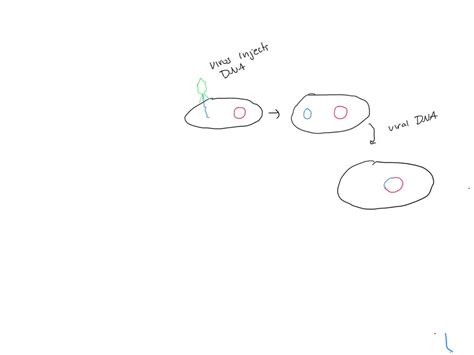 Solved In The Space Below Draw And Describe Each Step 5 Points Lysogenic Cycle Of A