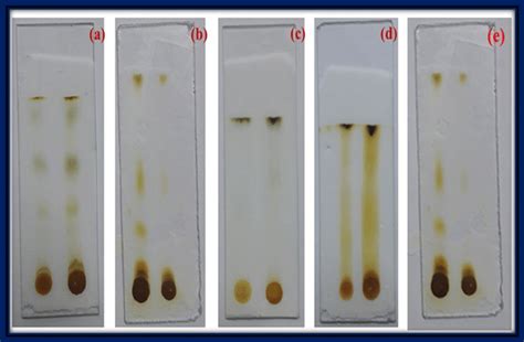 Tlc Plate Of Methanolic Extract Of Leaves Of Gymnema Sylvestre