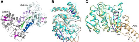 Structure Of D A Overall Structure Of D Cartoon Diagram Shows The Download Scientific