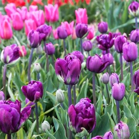 Тюльпан Аликанте Tulipa Alicante купить луковицы в Москве по низкой цене доставка почтой по