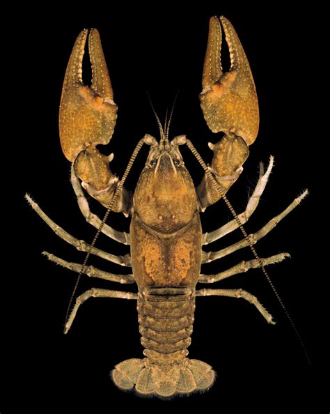 Species New To Science Crustacea • 2023 Cambarus Lapidosus And C