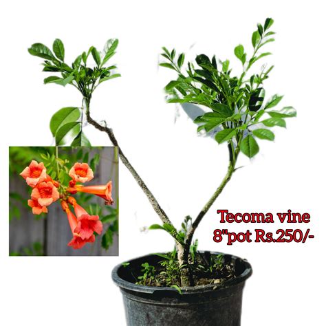 Tecoma Vine Priya Nursery