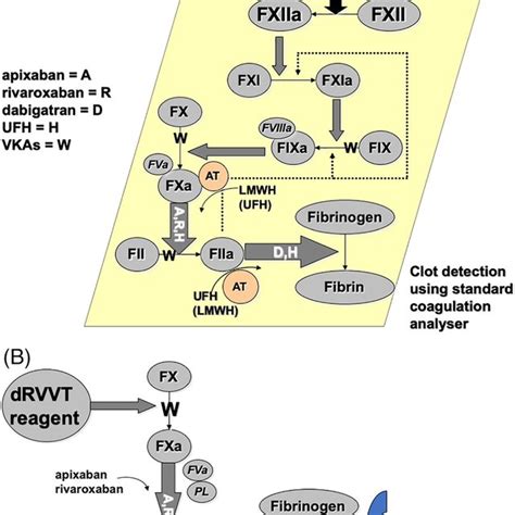 The Russell Viper Venom Time Rvvt Test For Investigation Of Lupus Anticoagulant La Request Pdf