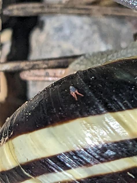 What Are These Microscopic Red Bugs On This Snail Outside R Snails