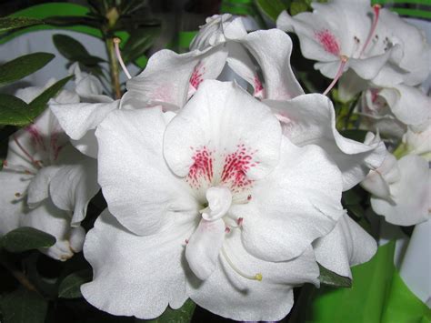 Купить саженцы Азалия домашняя Azalea Stella Maris с доставкой по всей ...