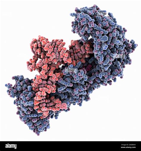 Isoleucyl Transfer Rna Trna Synthetase Complex Computer Model