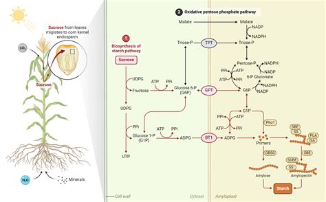 Make Scientific Figures In Minutes Using Existing Templates
