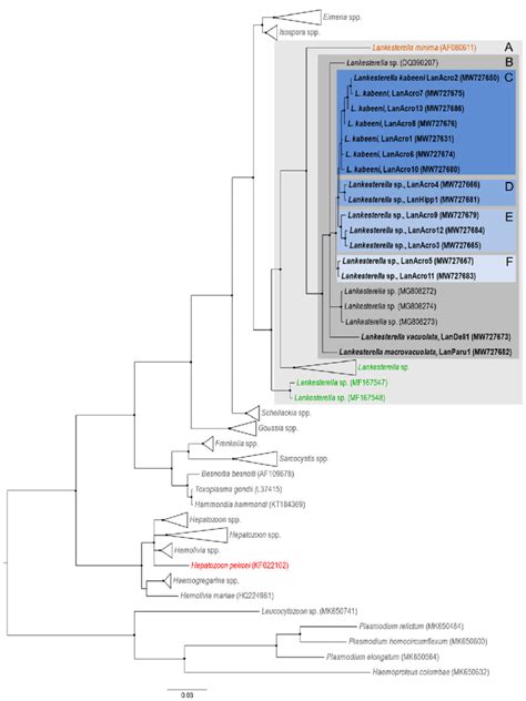 Bayesian Inference Tree Of Partial 18s Rrna Gene Sequences Of Download Scientific Diagram