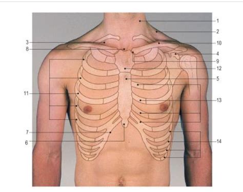 Chest Surface Anatomy Diagram Quizlet