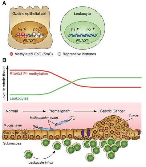 Runx3 Methylation And Anti Tumor Immunity Pmc