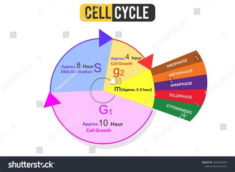 Cell Cycle Biology Diagram Chart Ilustración De Stock 1603454953