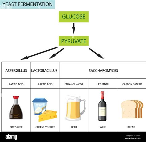 Illustrated Infographic Explaining The Process And Outcomes Of Yeast Fermentation Stock Vector