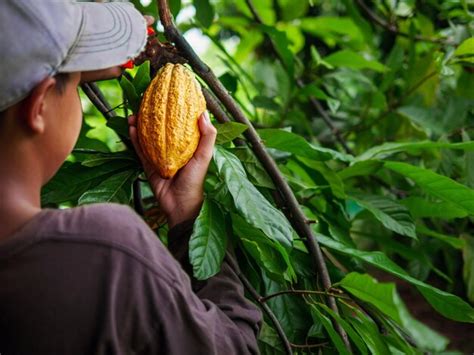 Premium Photo Cocoa Farmer Use Pruning Shears To Cut The Cocoa Pods Or Fruit Ripe Yellow Cacao