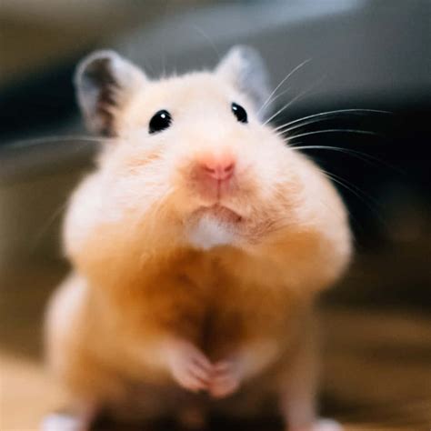 100 Imágenes De Hamsters Divertidos