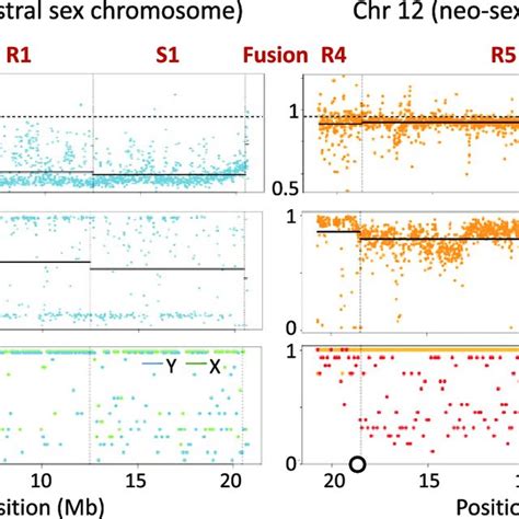 Population Genetic Statistics For The Sex Chromosomes In The Download Scientific Diagram