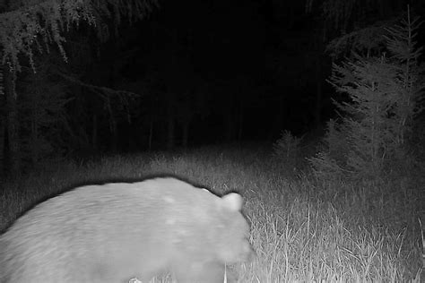 Un Ours Fait Un Véritable Tour Des Grisons Depuis La Mi Mai