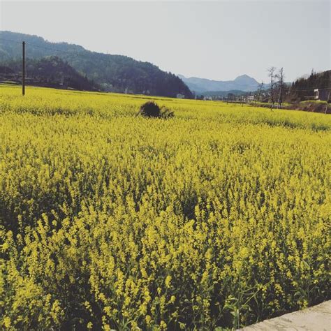 滿目金黃香百里一方春色醉千山 每日頭條
