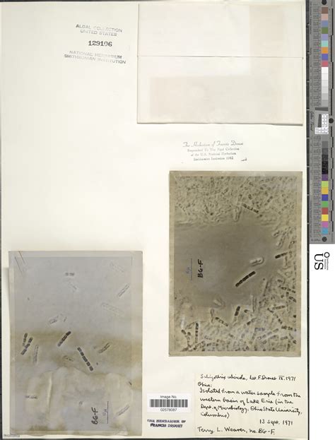 Schizothrix Calcicola Gomont Smithsonian Institution