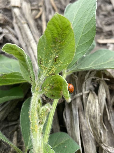 Soybean Aphid Integrated Crop Management