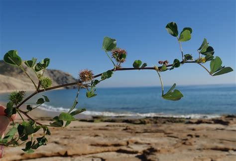 Photo Toothed Medick Medicago Polymorpha