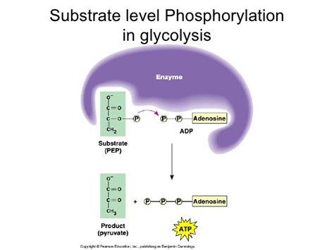 Substrate Level Phosphorylation