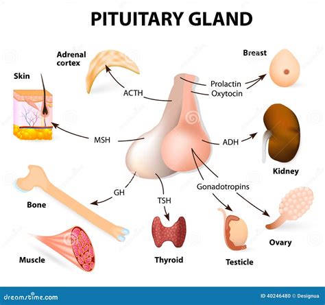 Summary Hormones Secreted From The Pituitary Gland Stock Vector Illustration Of Health