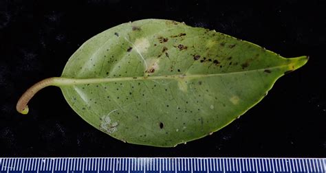 Cissus Vitaceae