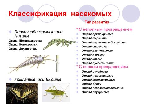 Многообразие насекомых - презентация онлайн