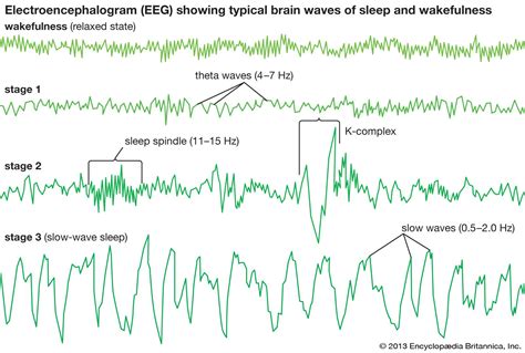 Pin By Augustus On Brains Brain Waves Slow Wave Sleep Waves