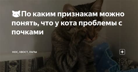 😿По каким признакам можно понять что у кота проблемы с почками Нос хвост лапы Дзен